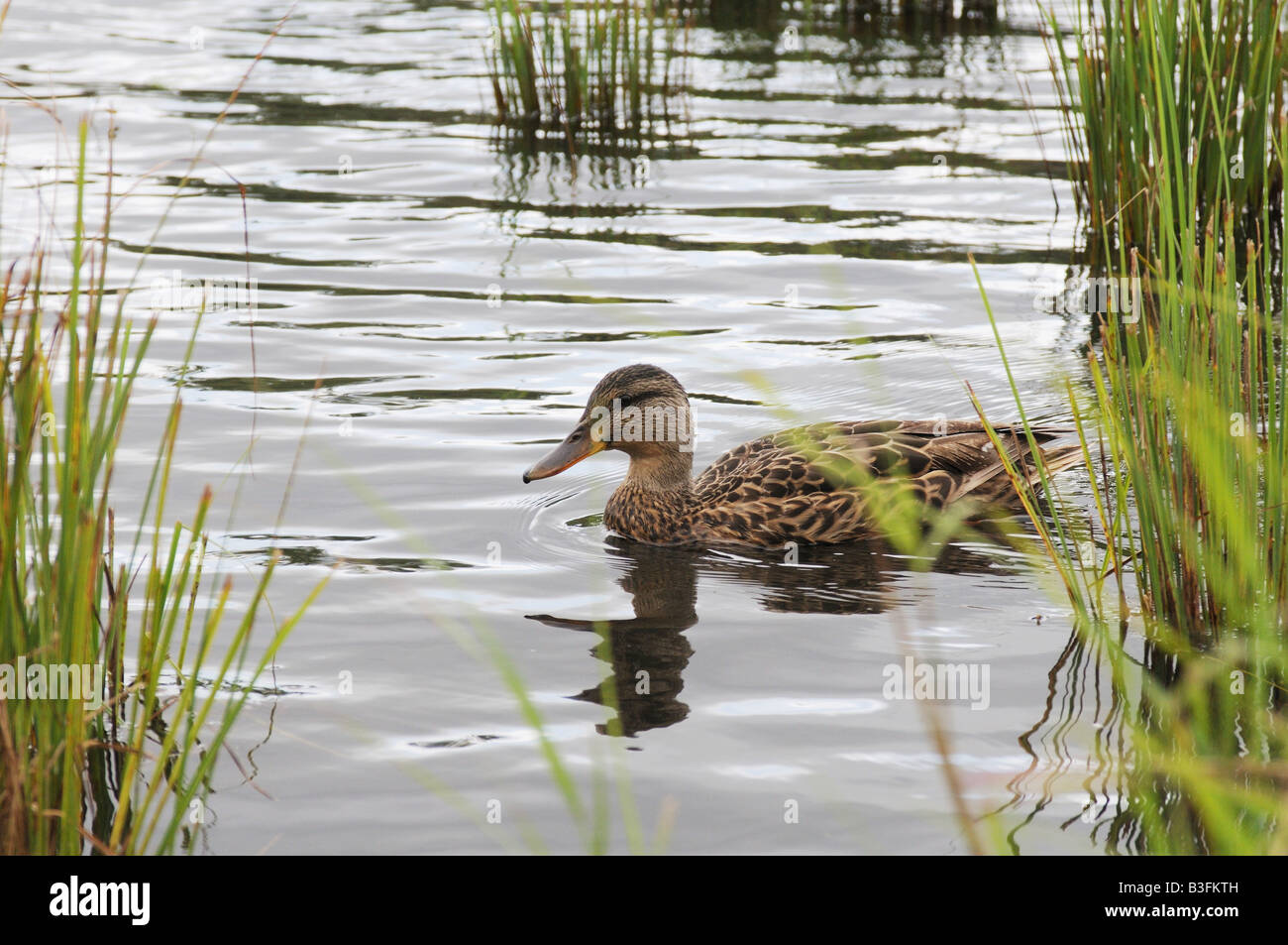 Duck swim in the water Stock Photo - Alamy