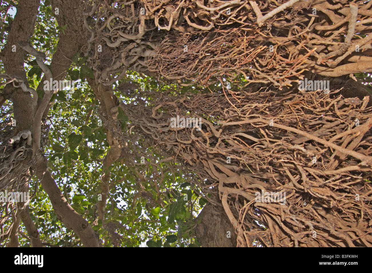 banyan tree stilt roots Stock Photo - Alamy