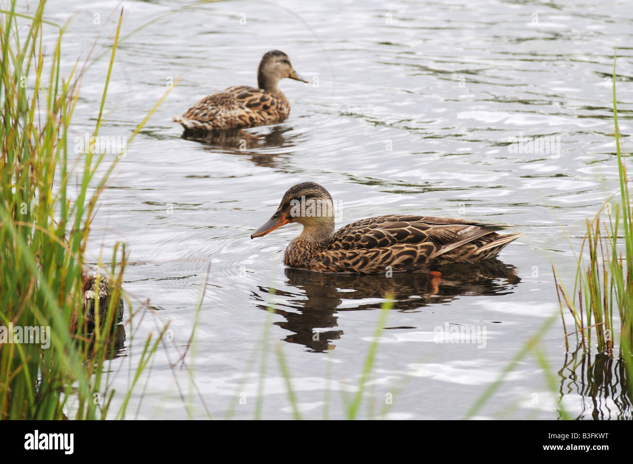 Duck swim in the water Stock Photo - Alamy