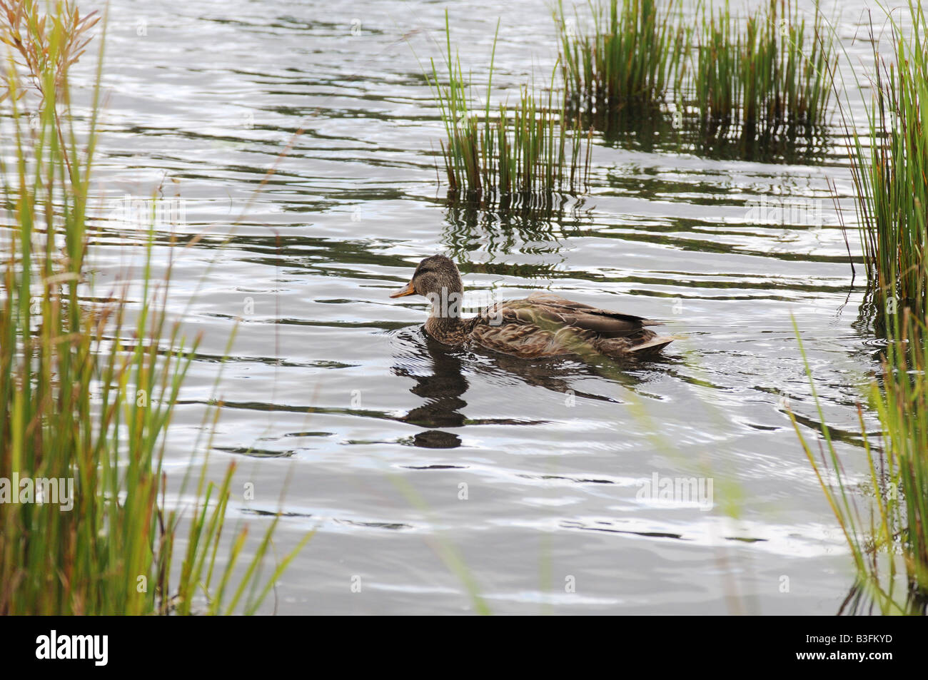 Duck swim in the water Stock Photo - Alamy