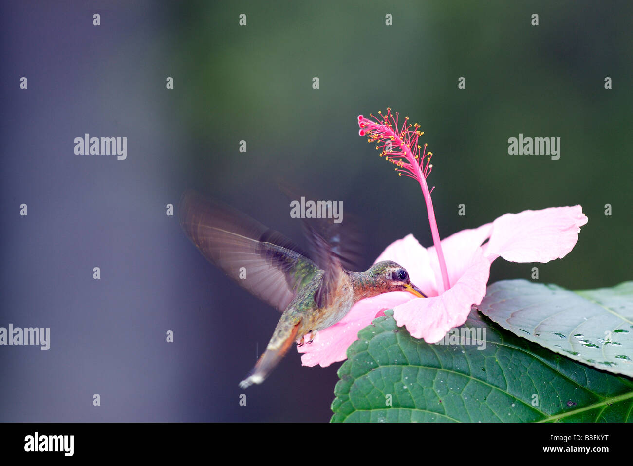 Rufous-breasted Hermit (Glaucis hirsuta) drinking nectar from a ...