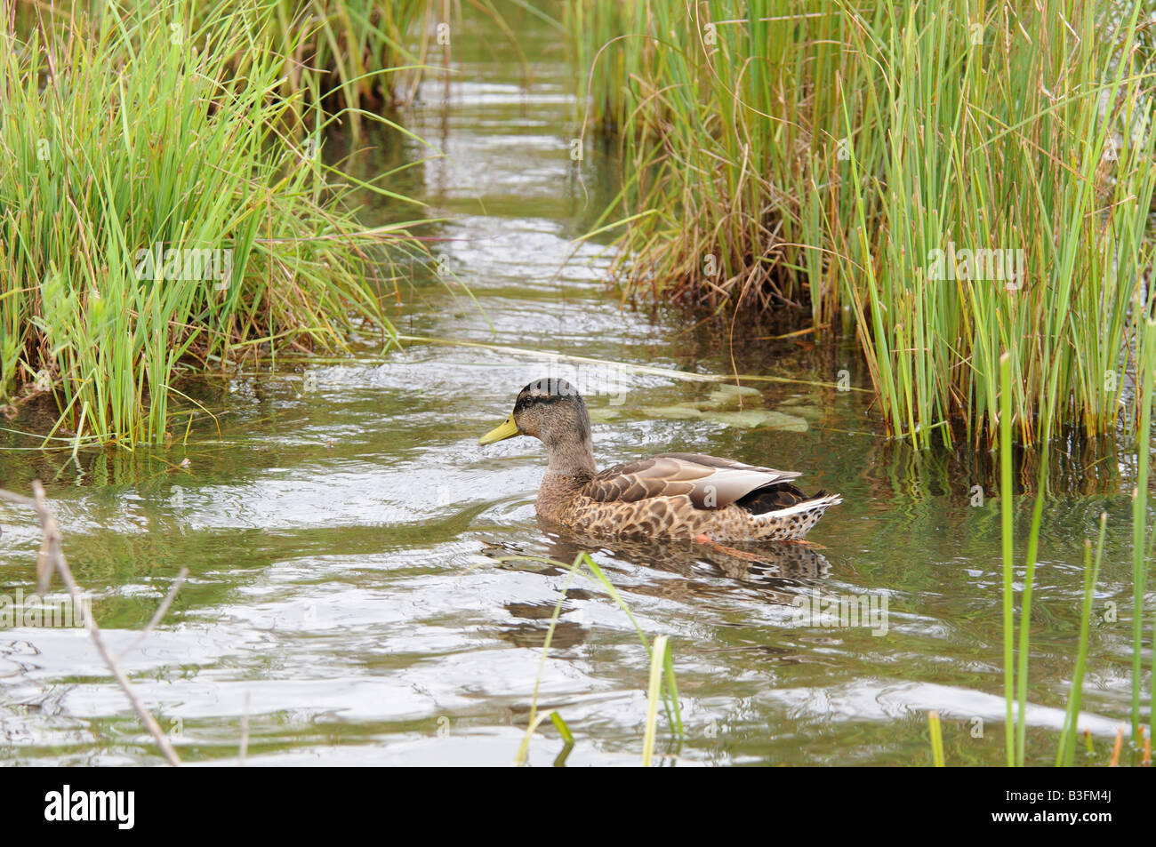 Duck swim in the water Stock Photo - Alamy