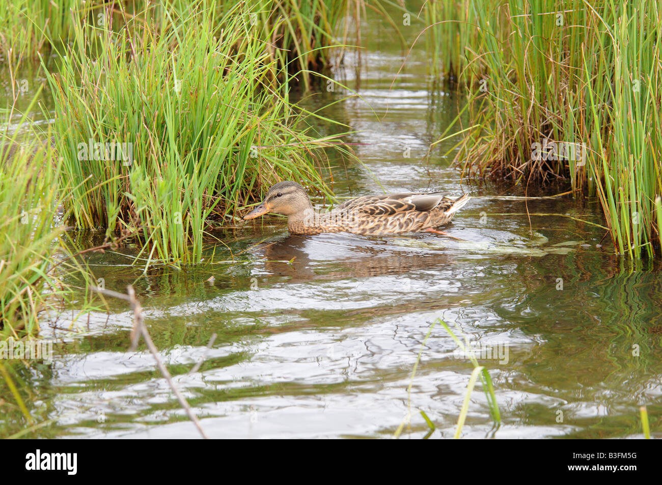 Duck swim in the water Stock Photo - Alamy