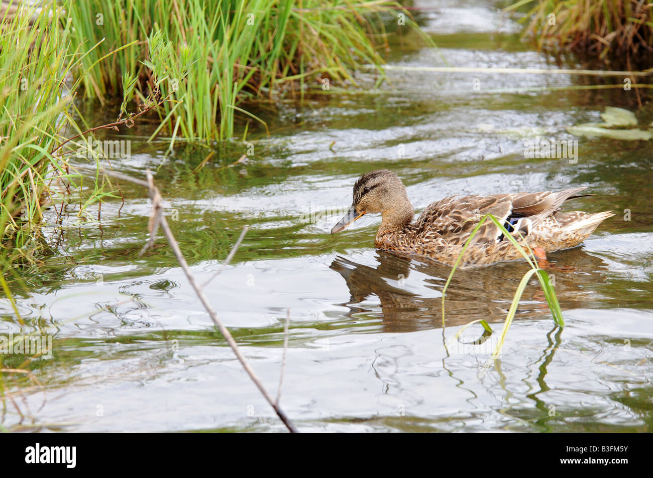 Duck swim in the water Stock Photo - Alamy