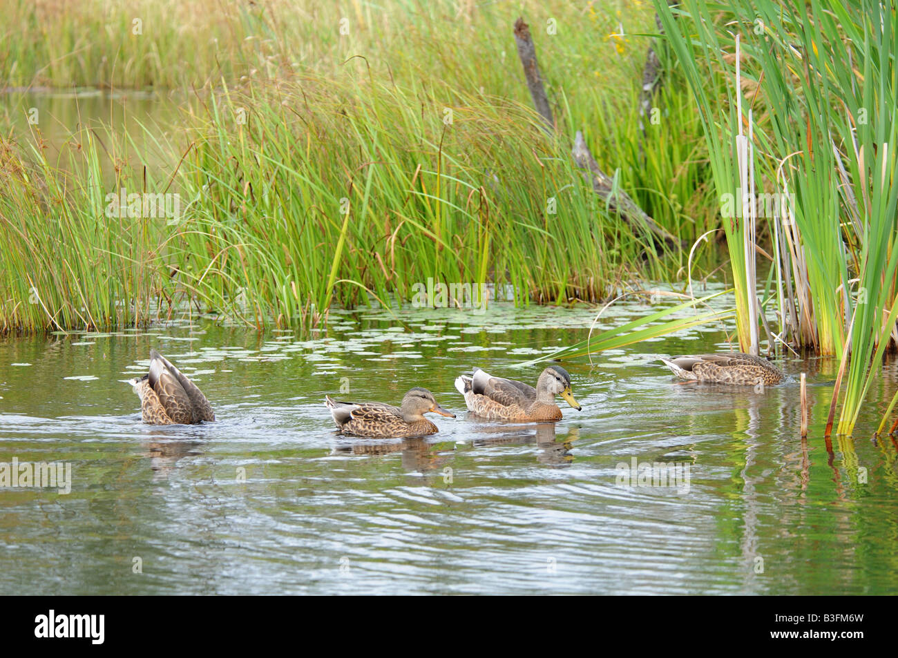 Duck swim in the water Stock Photo - Alamy