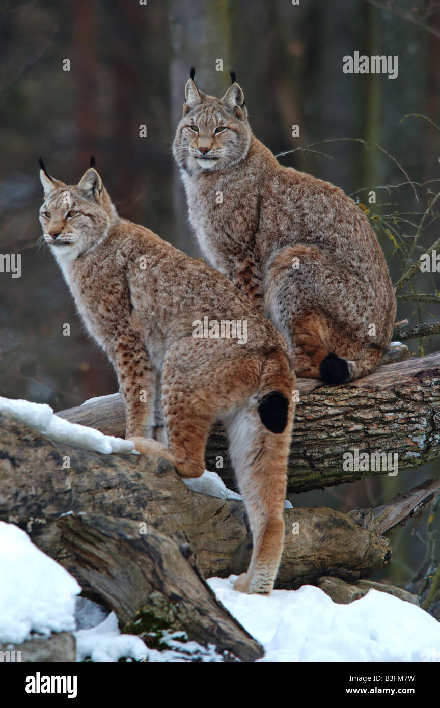 Europaeischer Luchs Felis Lynx European Lynx Germany Stock Photo - Alamy