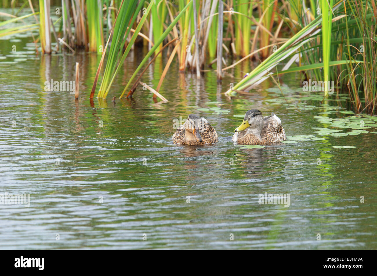 Duck swim in the water Stock Photo - Alamy