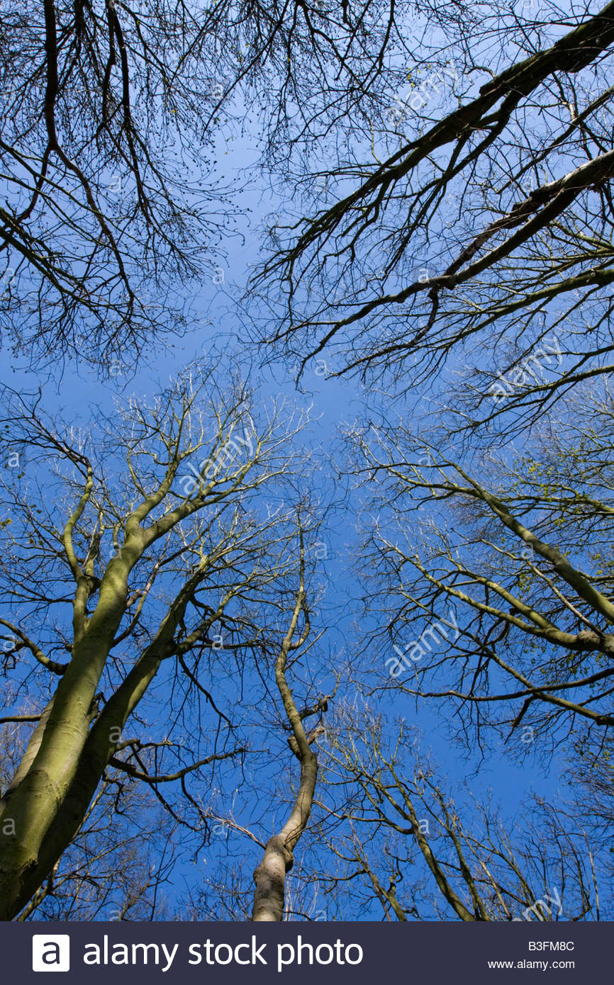 Trees Looking Up Into Canopy High Resolution Stock Photography and ...