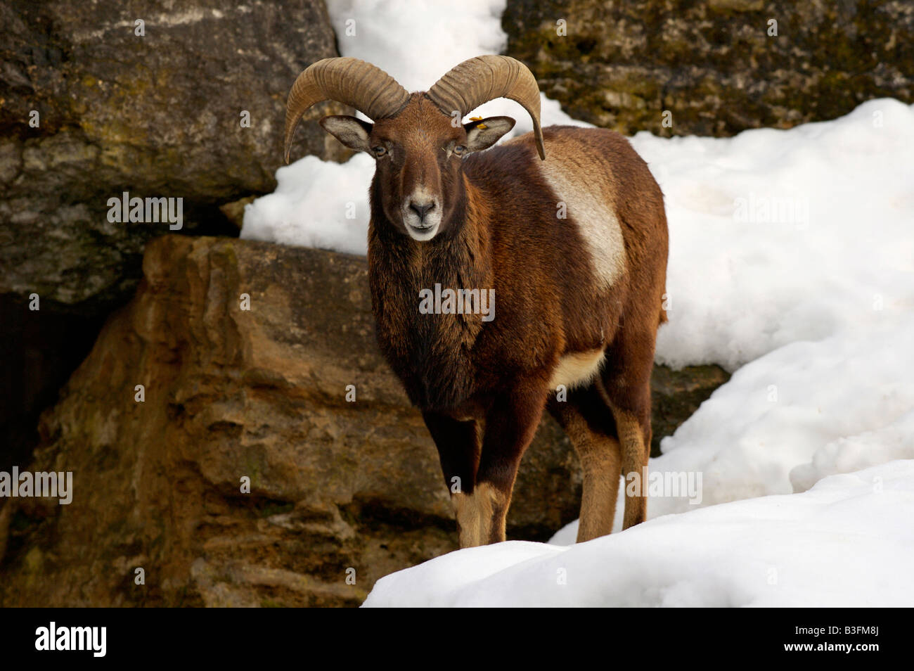 Mufflonwidder Ovis ammon Ovis orientalis Mouflon ram Stock Photo - Alamy