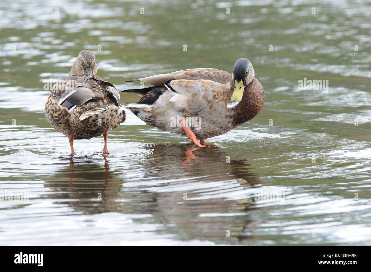 Duck stand hi-res stock photography and images - Alamy