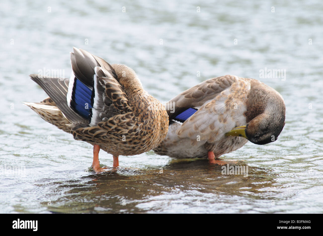 Duck stand on the water Stock Photo - Alamy