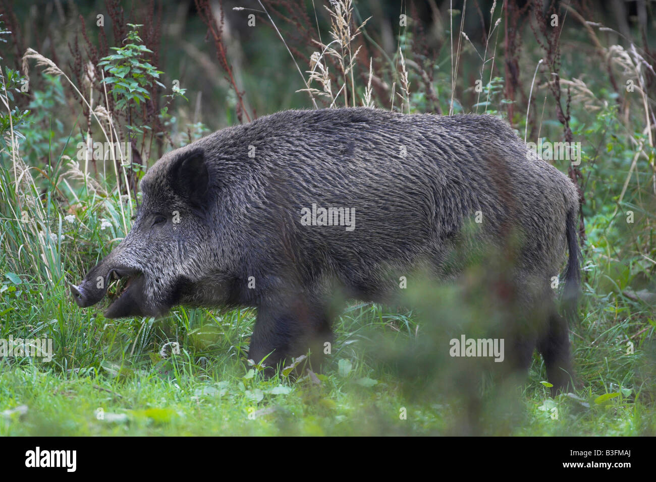 Wildschwein European Wild Roar Germany Deutschland Stock Photo - Alamy