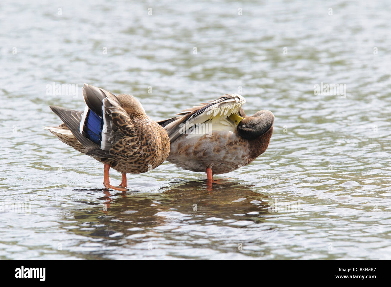 Duck stand on the water Stock Photo - Alamy