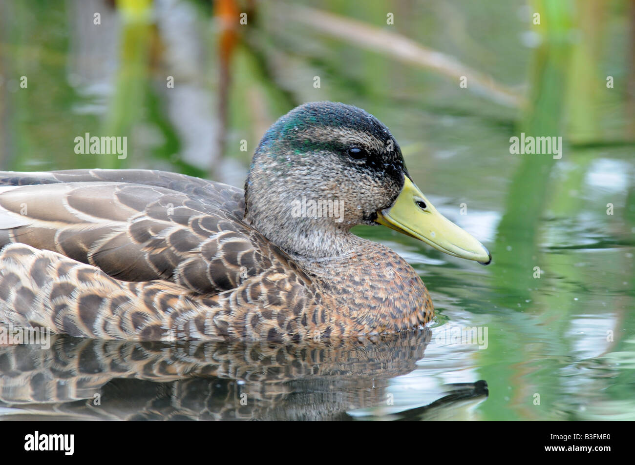 Duck swim on the water Stock Photo - Alamy