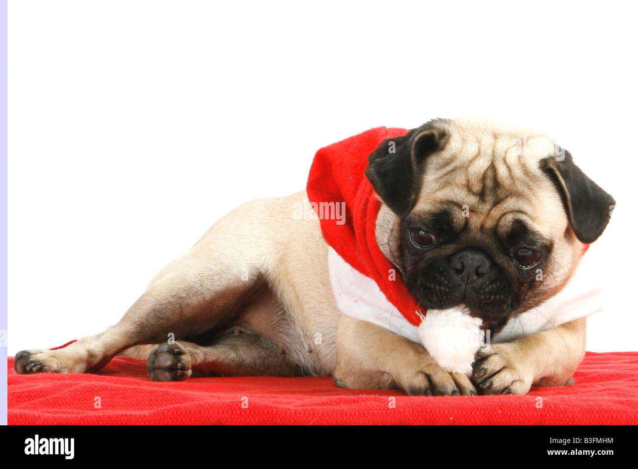 pug with christmas cap Stock Photo - Alamy