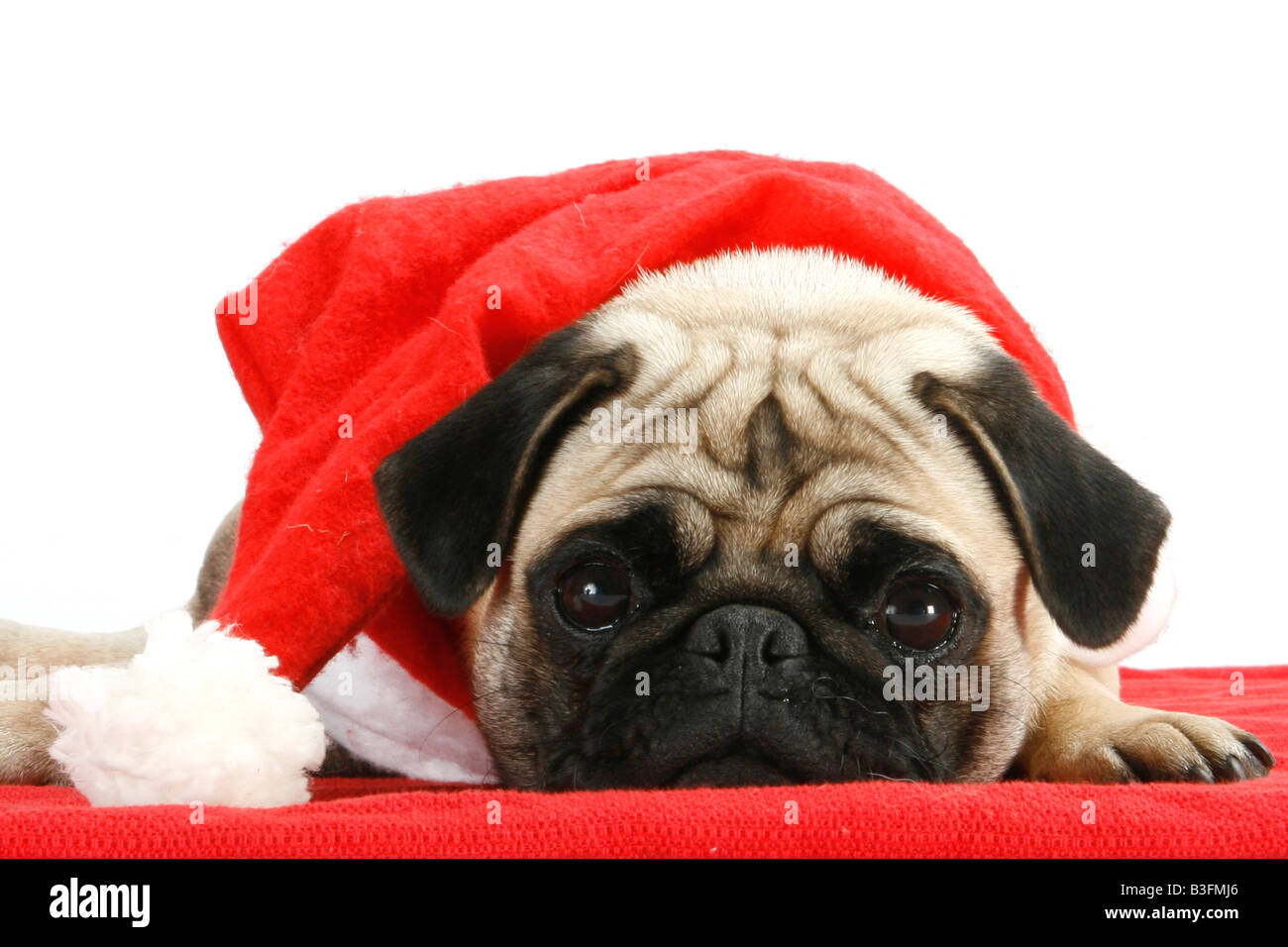 pug with christmas cap Stock Photo - Alamy
