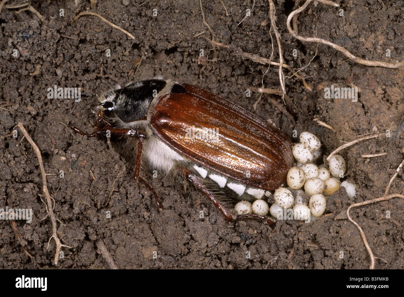 Common Cockchafer, Maybug (Melolontha melolontha), female laying eggs ...