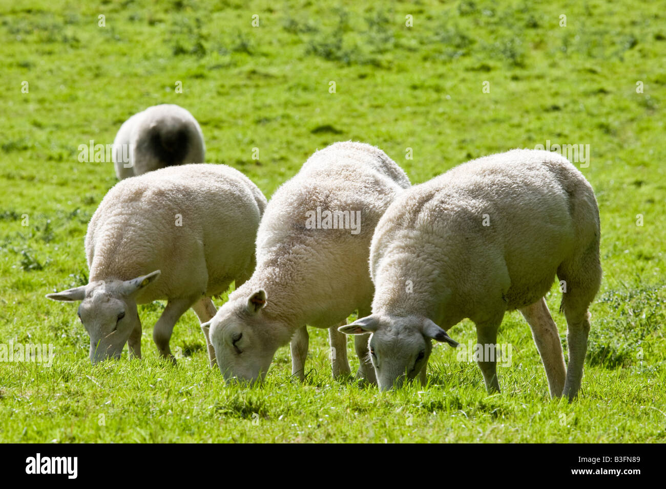 Four Sheep