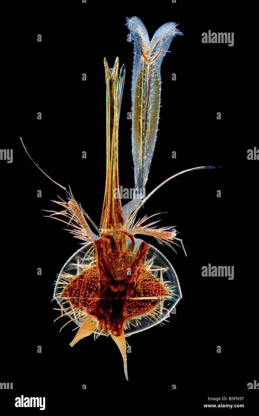 Proboscis hi-res stock photography and images - Alamy