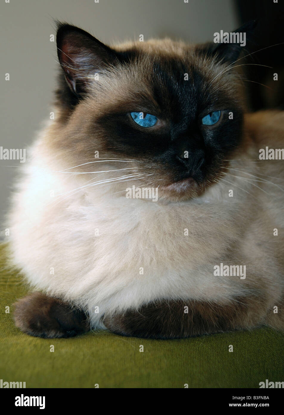 A Ragdoll seal point cat Stock Photo - Alamy