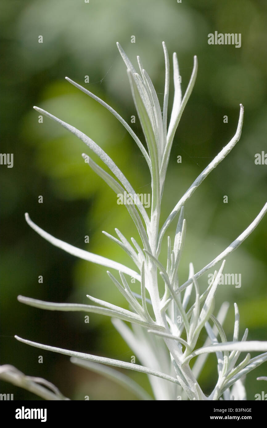 Silver helichrysum hi-res stock photography and images - Alamy