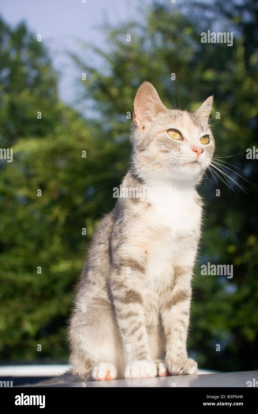 Cat kitten posing hi-res stock photography and images - Alamy