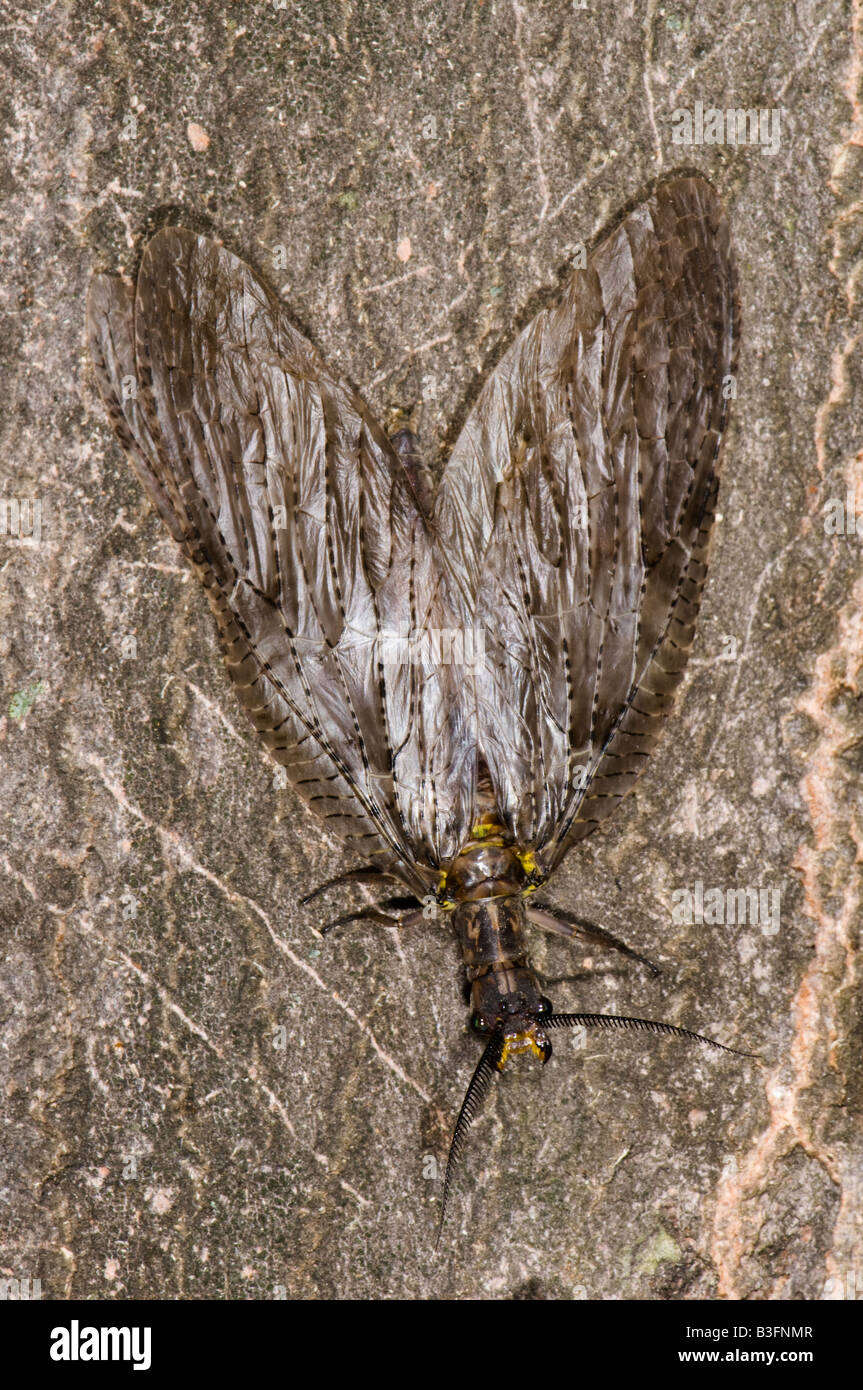 Fishfly hi-res stock photography and images - Alamy