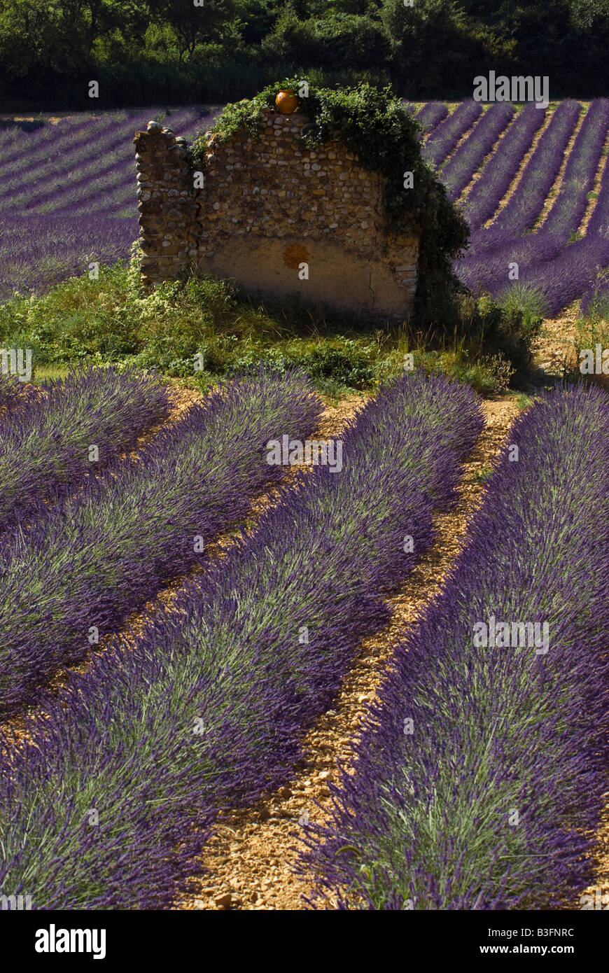 Rows of lavender and building in Provence, France Stock Photo - Alamy