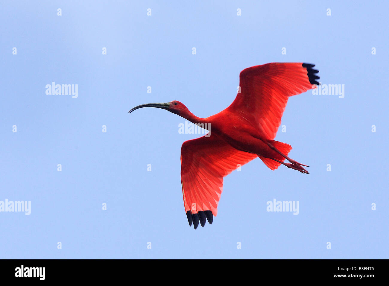 Scarlet Ibis (Eudocimus ruber) in flight Stock Photo - Alamy