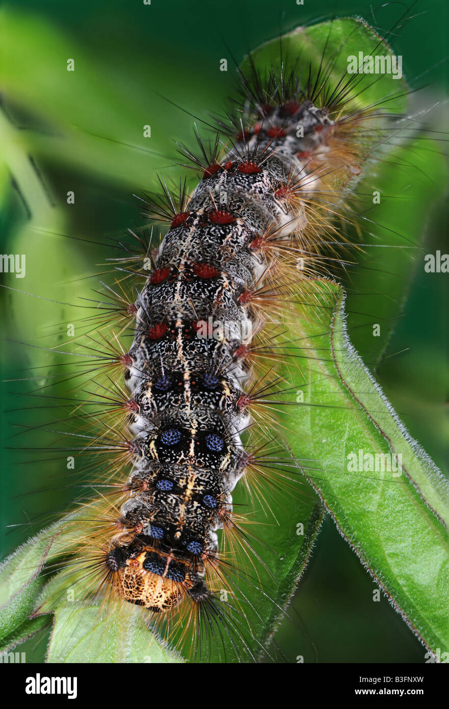 caterpillar of the gypsy moth Lymantria dispar Stock Photo - Alamy