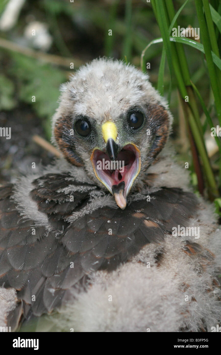 Hen Harrier Circus cyaneus Stock Photo - Alamy