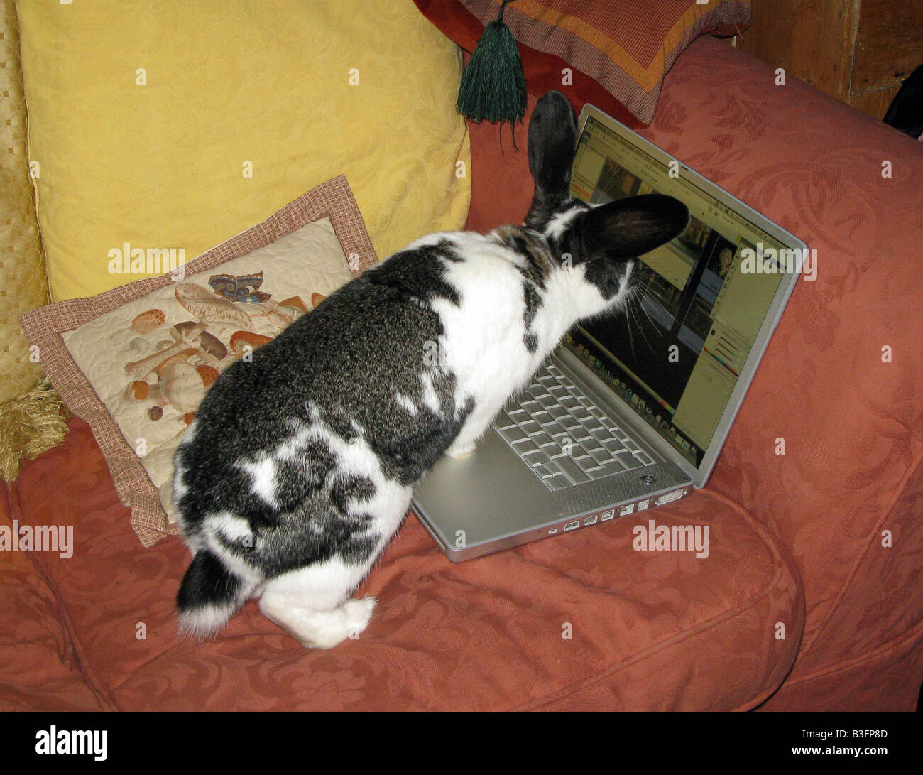 Rabbit computer hi-res stock photography and images - Alamy