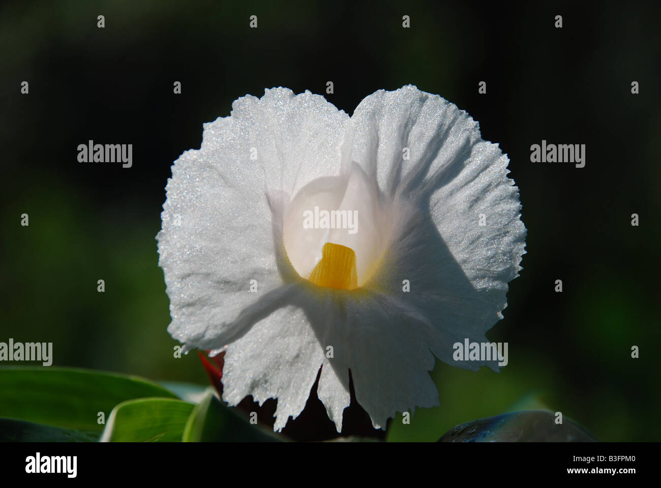 Shining yellow petals hi-res stock photography and images - Alamy