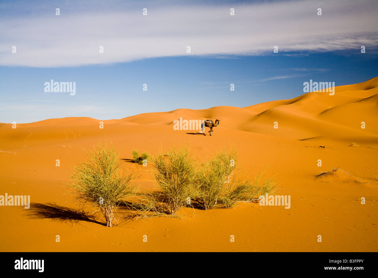 Camel legs blue hi-res stock photography and images - Alamy