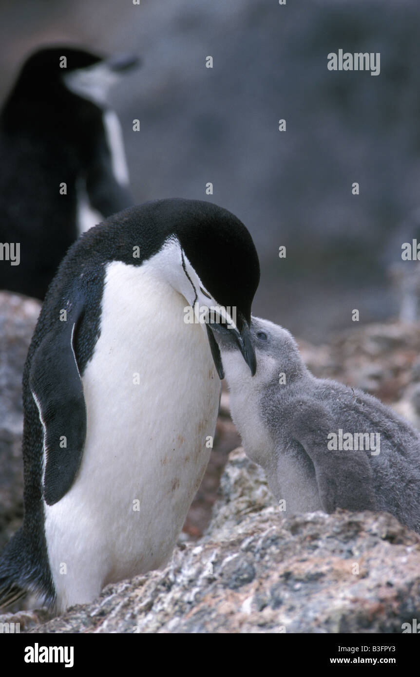 PENGUIN, Pygoscelis antarctica, Chinstrap Penguin, Antarctica peninsula ...