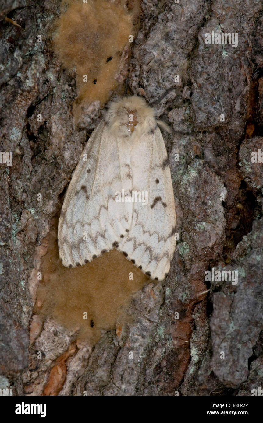 Gypsy moth hi-res stock photography and images - Alamy