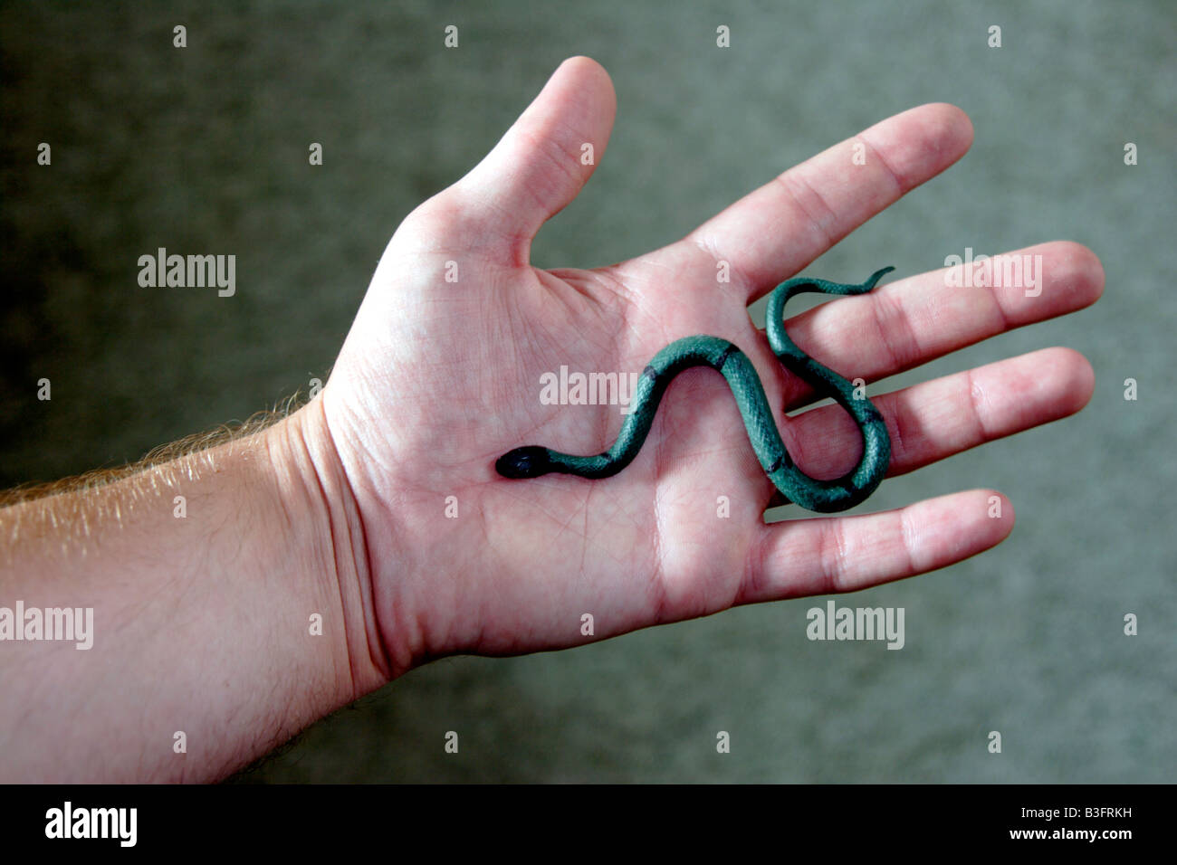 Rubber toy snake on palm of hand Stock Photo - Alamy
