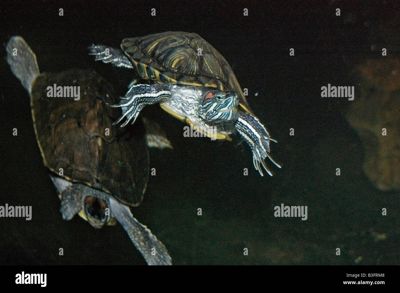 Terrapin asia hi-res stock photography and images - Alamy