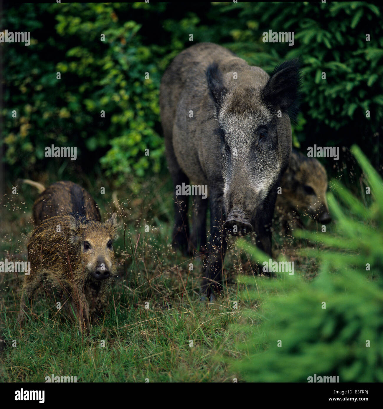 female wild boar with rookie Stock Photo - Alamy