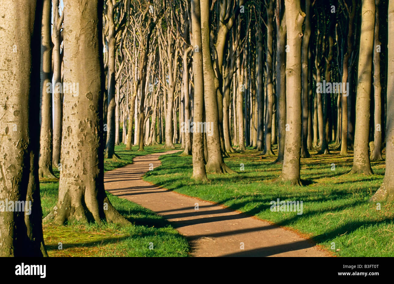 ghost forest "nienhagen" germany Stock Photo - Alamy