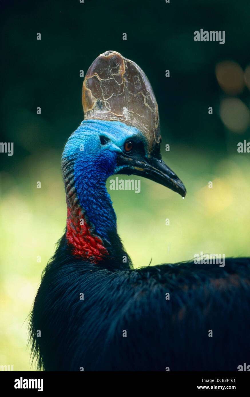 Southern Double Wattled Cassowaries Casuarius Casuarius High Resolution Stock Photography and ...