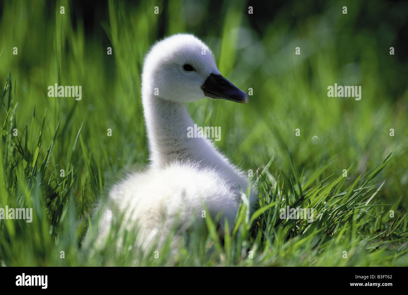 Dinky bird hi-res stock photography and images - Alamy