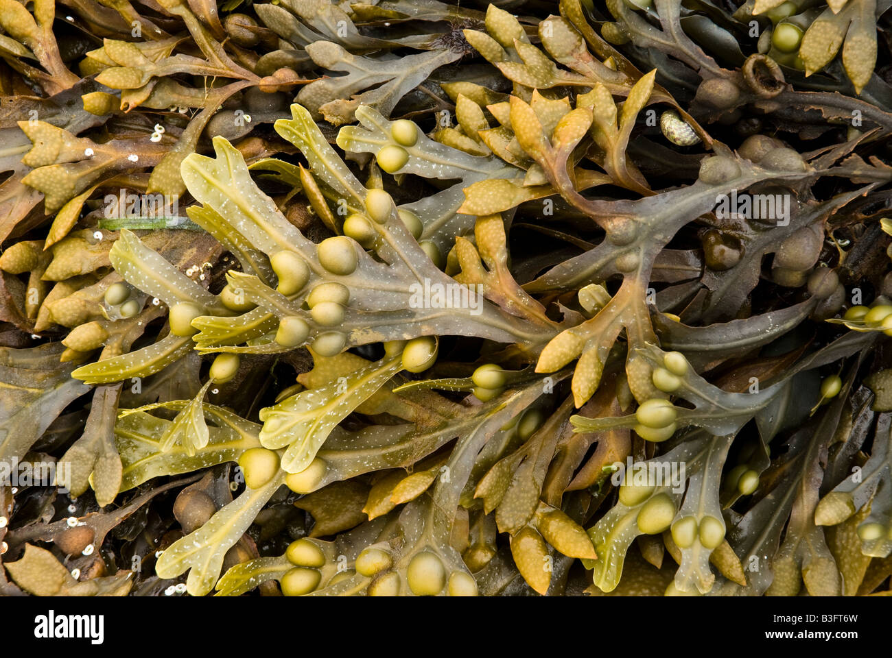 Bladder wrack fucus vesiculosus hi-res stock photography and images - Alamy