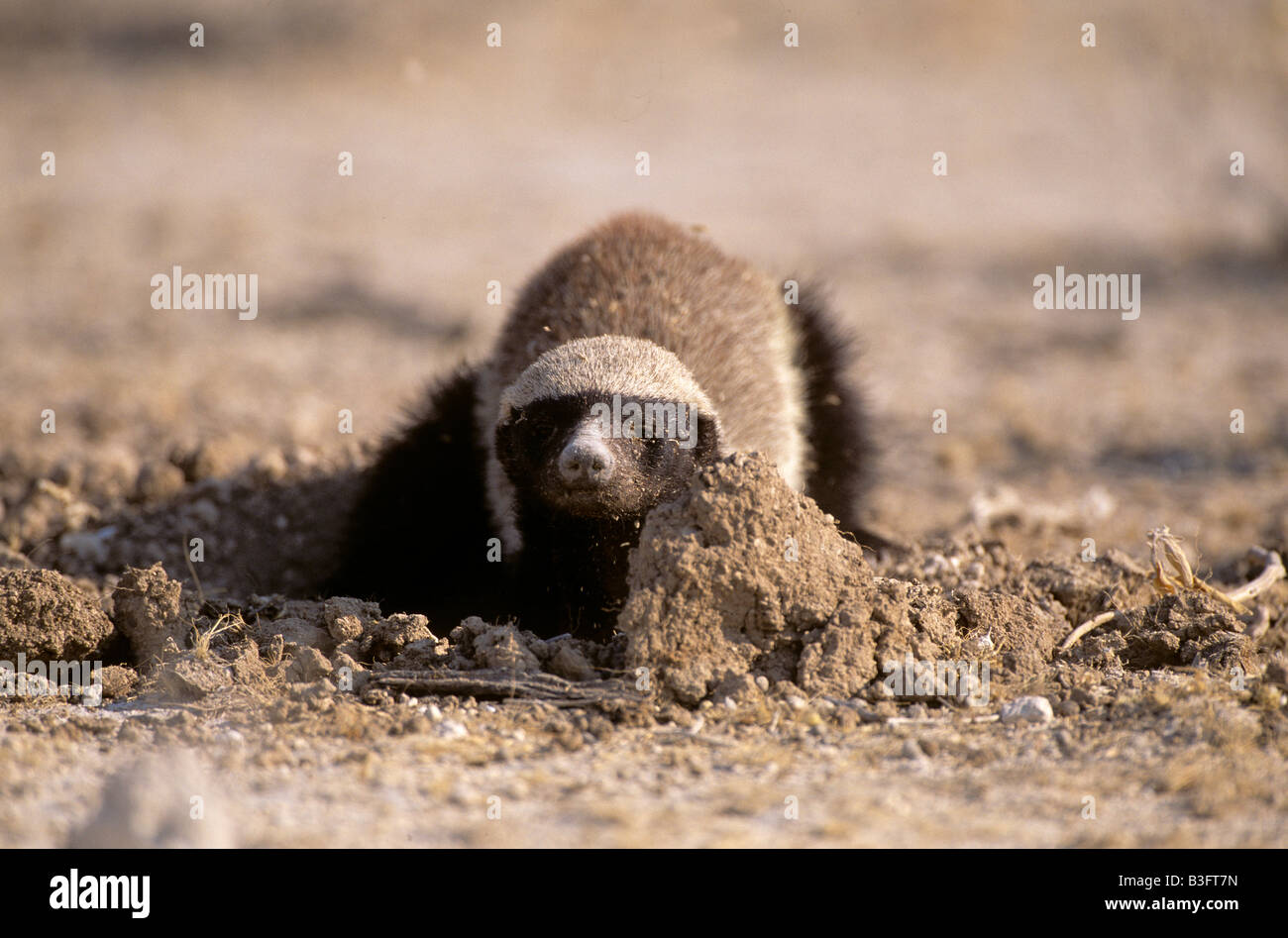 Ratel hi-res stock photography and images - Alamy