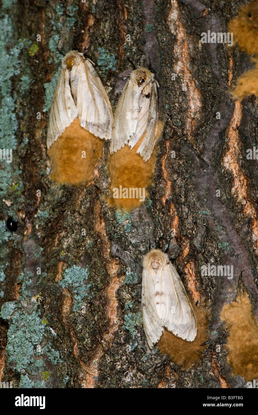 gypsy moth females laying eggs Stock Photo - Alamy