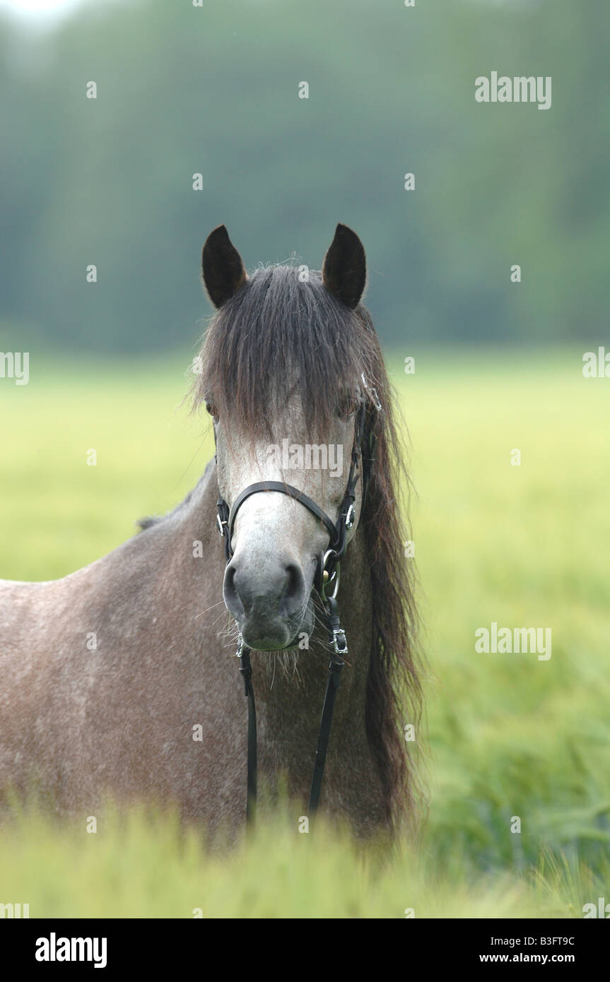 mare portrait cover Stock Photo - Alamy