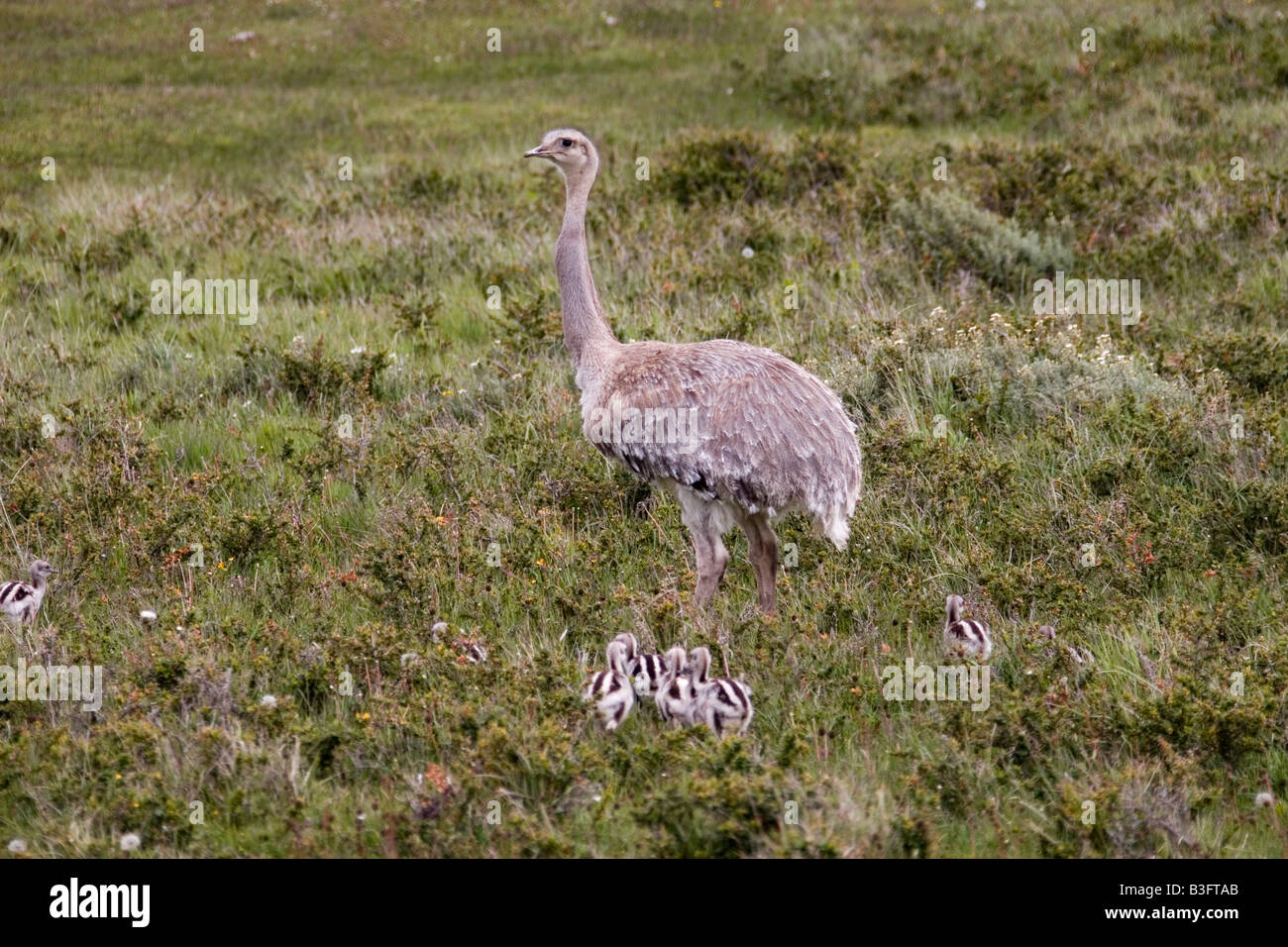 Rhea bird chick hi-res stock photography and images - Alamy
