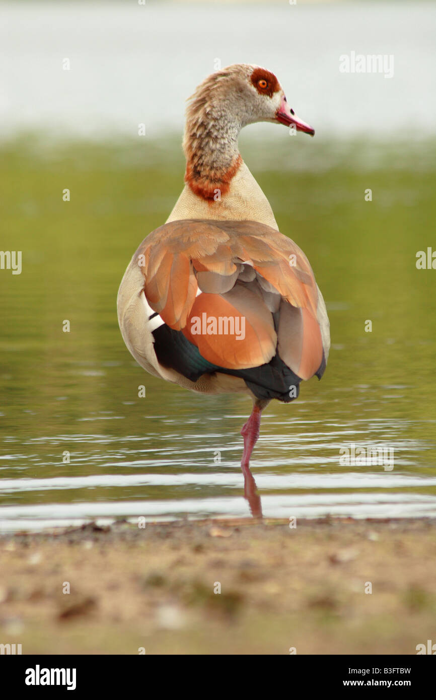African shelducks hi-res stock photography and images - Alamy