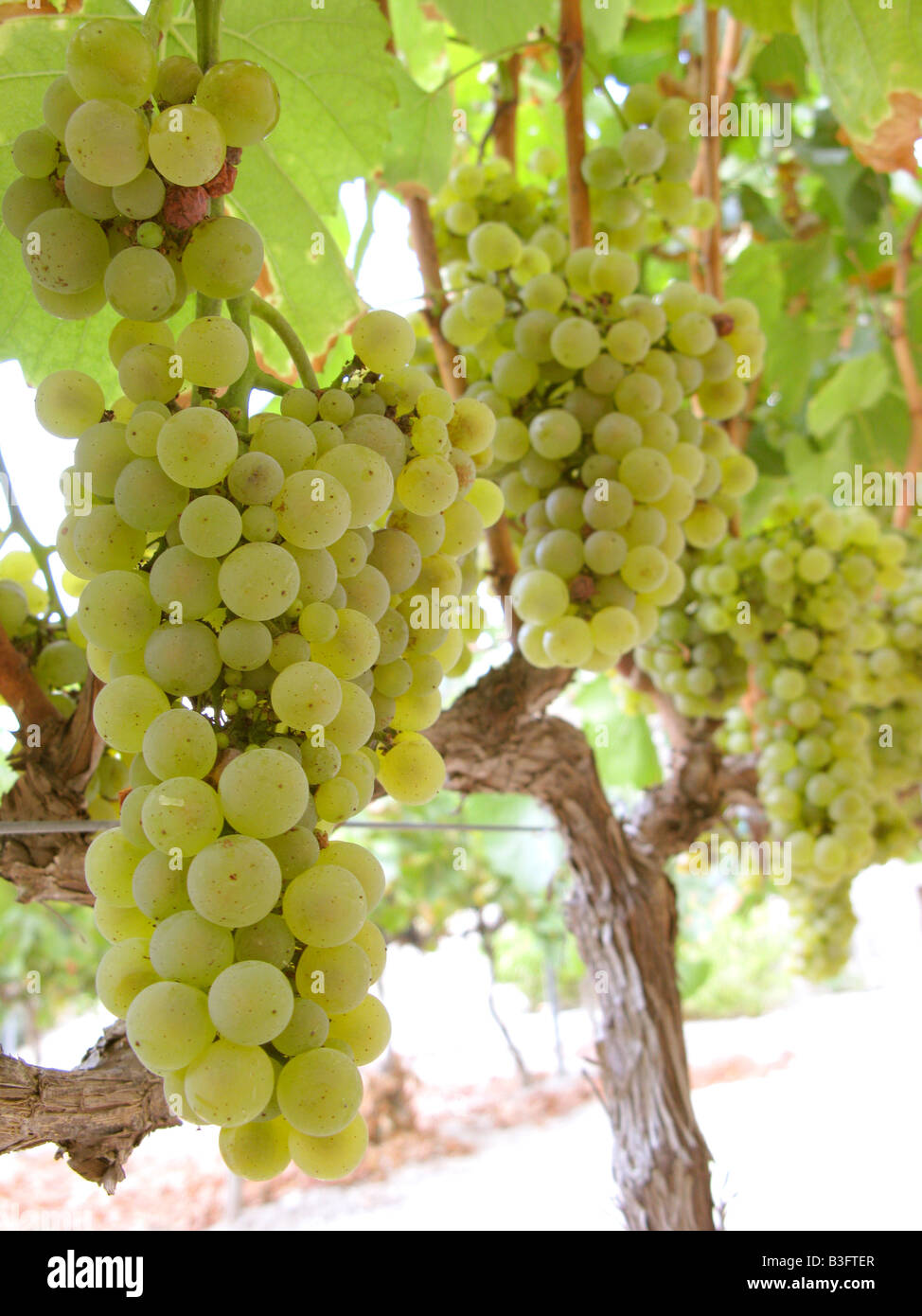 chardonnay white grapes vertical Stock Photo - Alamy