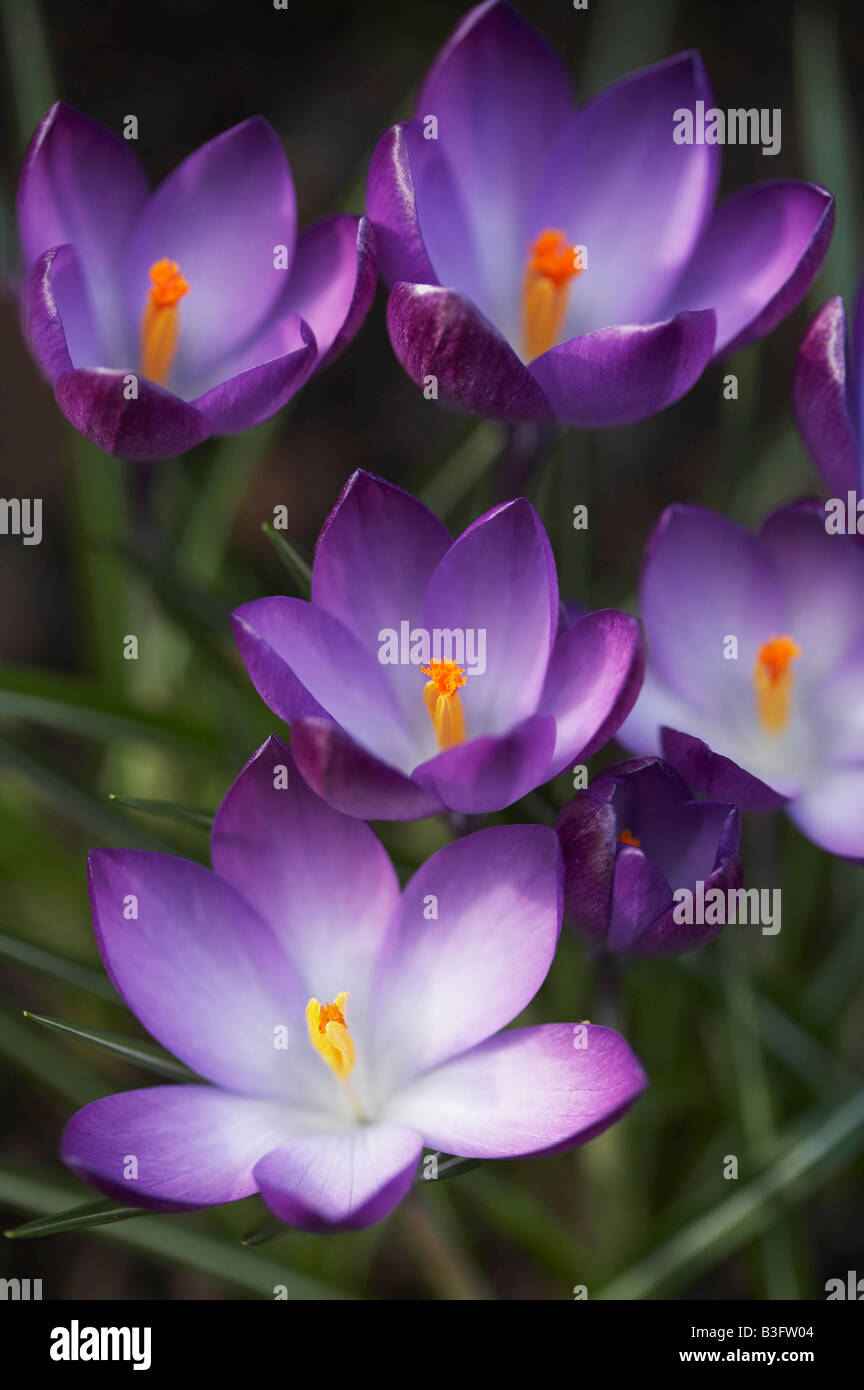 Crocus tommasinianus Ruby Giant Stock Photo - Alamy